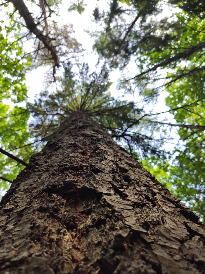 Douglaska Stock Photos - Free & Royalty-Free Stock Photos from Dreamstime