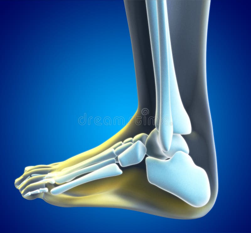 Entorse De Cheville Situations Avec Inversion Et éversion Plan De ...