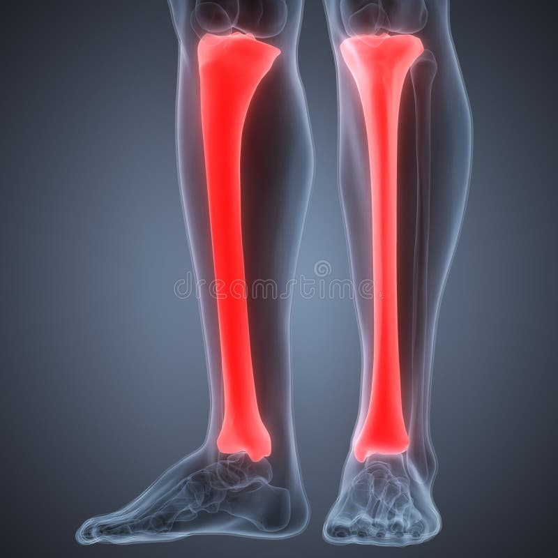 Douleurs Articulaires Humaines De Jambe (joints De Tibia) Illustration ...