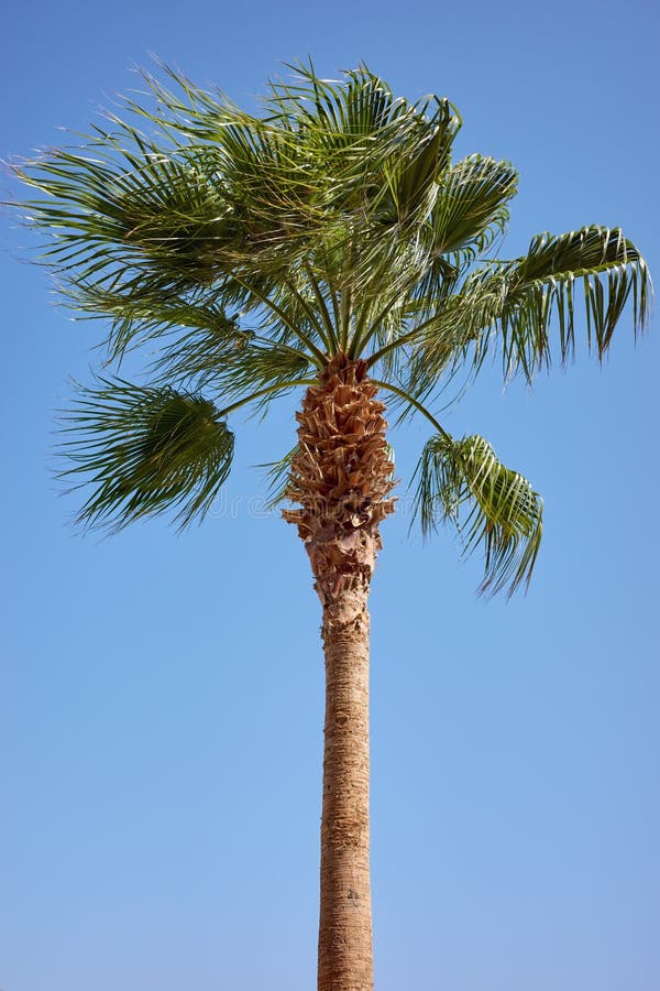 Doum Palm Tree on a Windy Day Against the Blue Sky Stock Image - Image ...