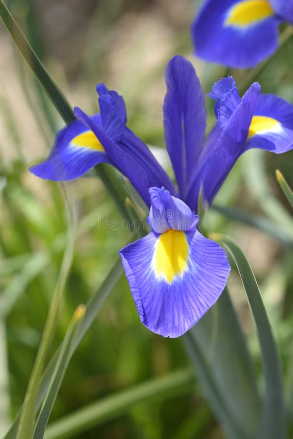 Doutch iris Blue Magic stock photo. Image of fleur, plant - 317522830