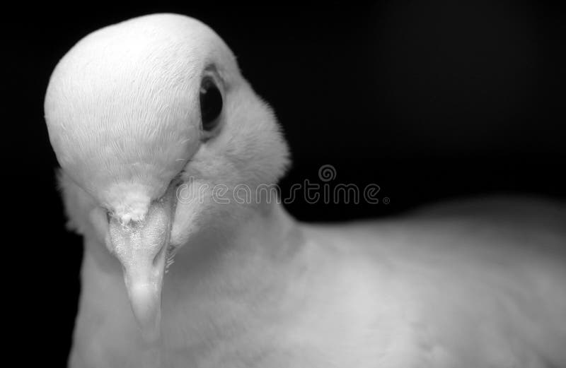 Dove stock photo. Image of white, beak, peace, monochrome - 13088440