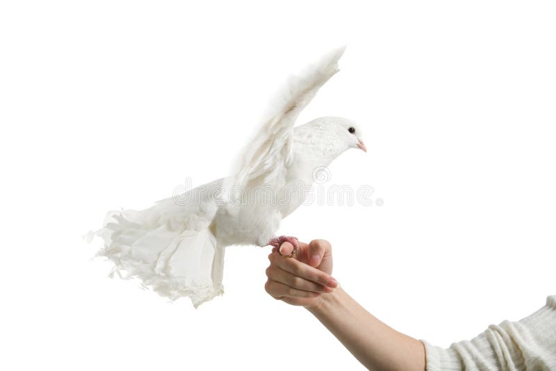 5,650 Dove Hand Stock Photos - Free & Royalty-Free Stock Photos from ...