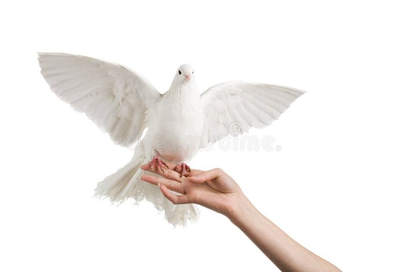 5,954 Dove Hand Stock Photos - Free & Royalty-Free Stock Photos from ...