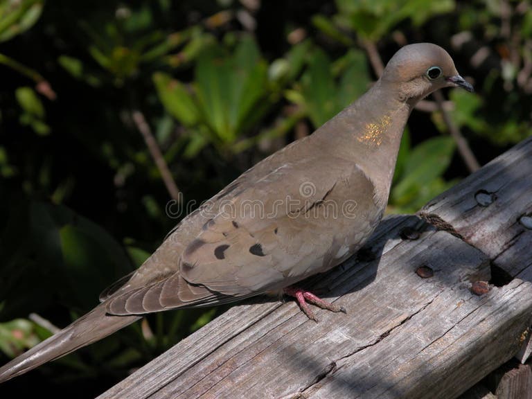 Dove stock photo. Image of dove, rustic, rail, gray, foliage - 648754