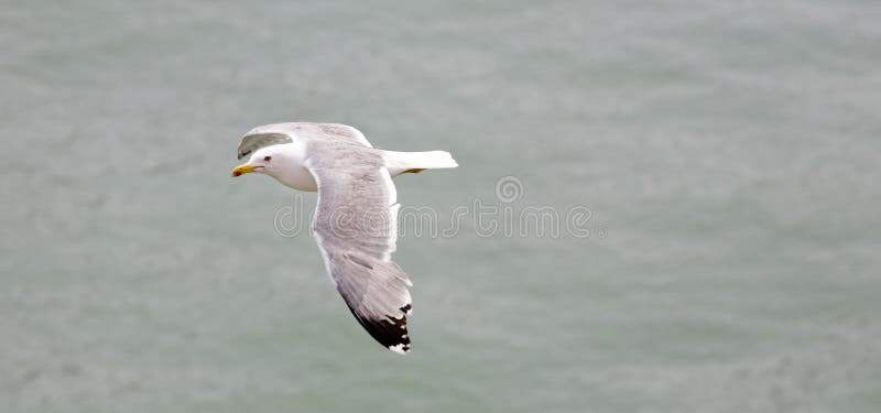 388 Dove Flying Over Water Stock Photos - Free & Royalty-Free Stock ...