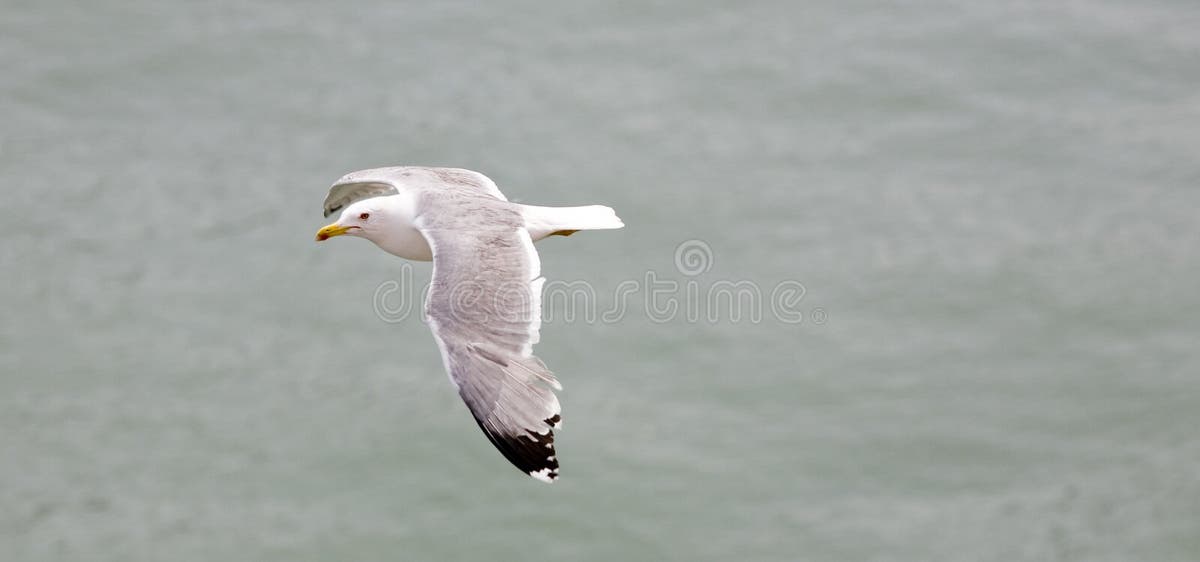 403 Dove Flying Over Water Stock Photos - Free & Royalty-Free Stock ...