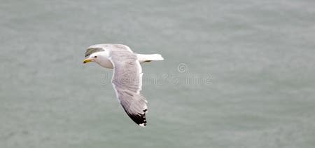 403 Dove Flying Over Water Stock Photos - Free & Royalty-Free Stock ...