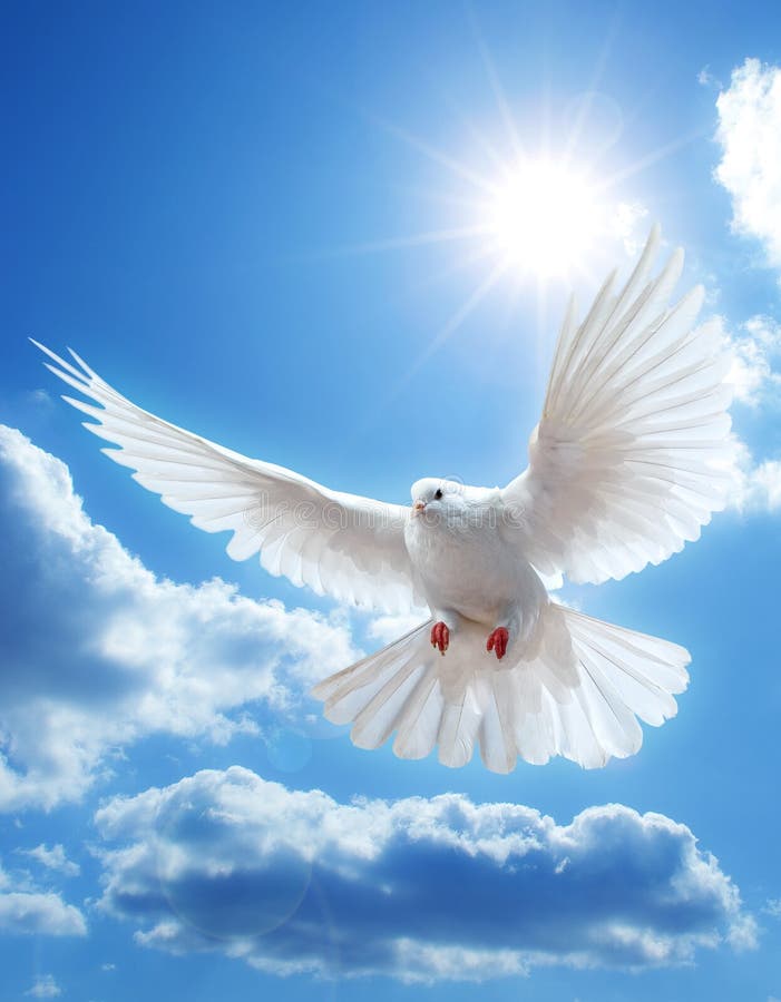 Dove In The Air With Wings Wide Open Stock Image Image 11704123
