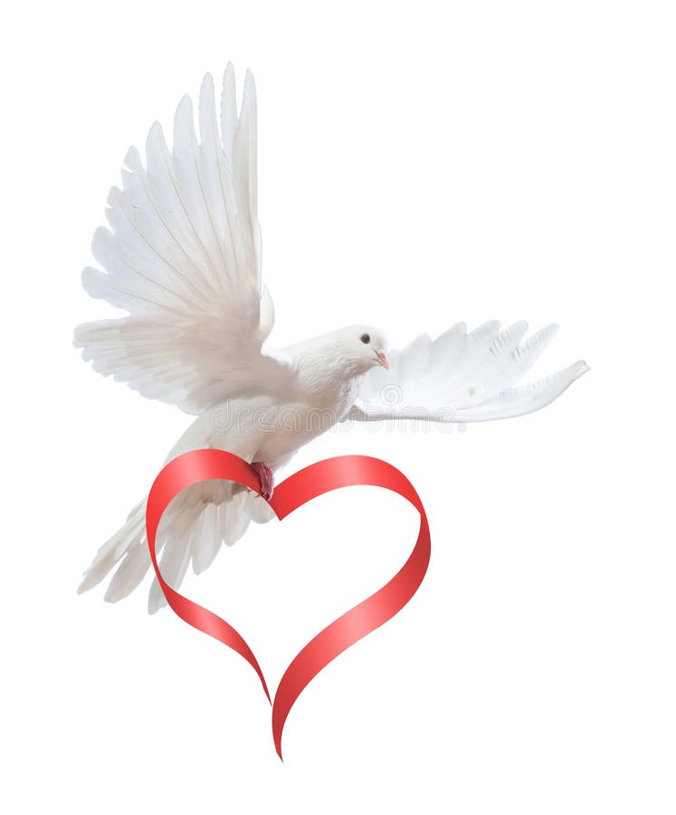 Dove in the Air with Wings Wide Open Stock Image - Image of clouds ...