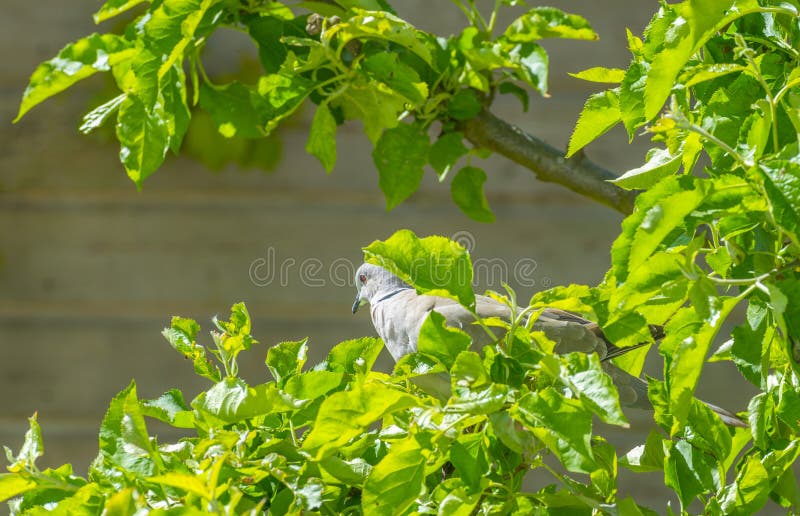 Dove in an Apple Tree in Spring in Sunlight Stock Photo - Image of ...
