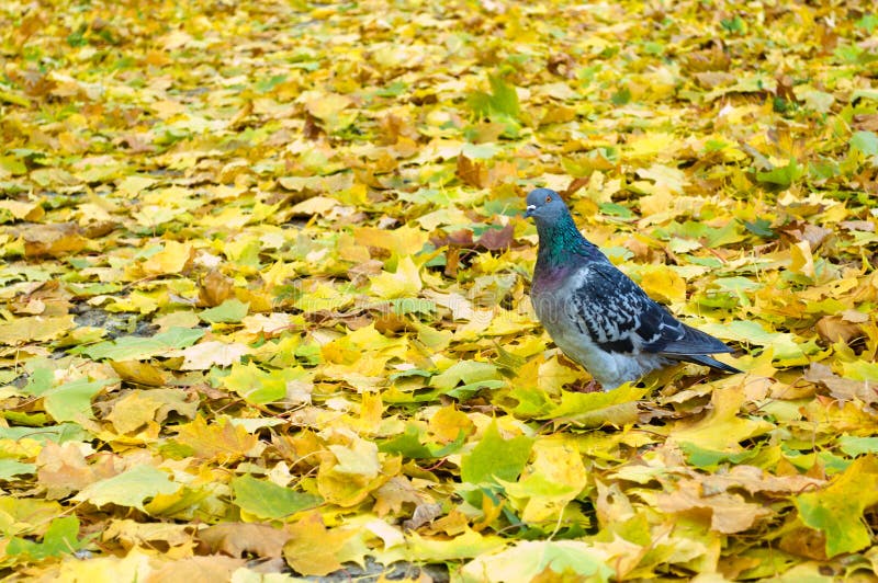 Dove on autumn leaves stock photo. Image of laid, orange - 26698960