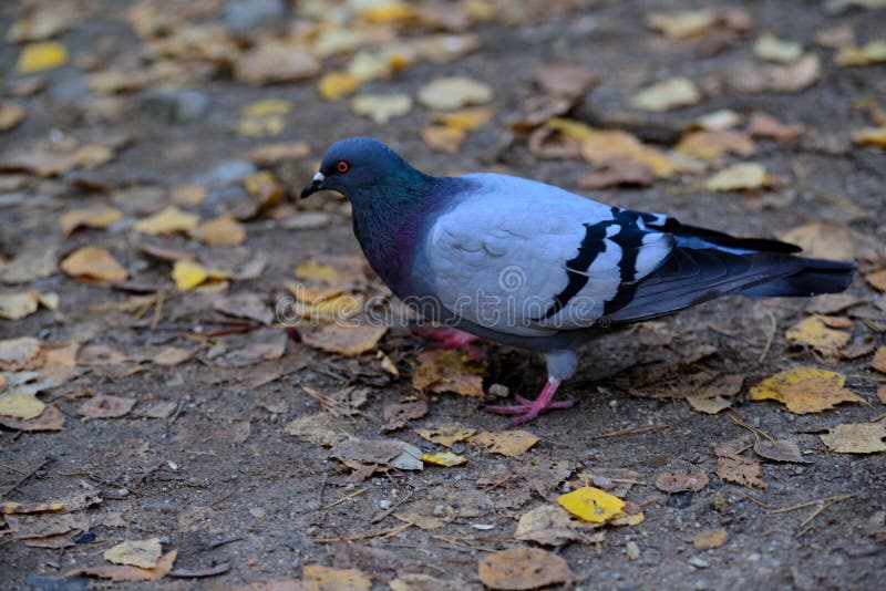 The Dove among the Autumn Leaves Stock Photo - Image of dove, leavesn ...