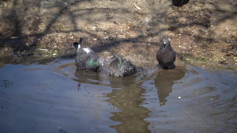 The Dove Bathes in Fresh Water Stock Footage - Video of outdoor, color ...