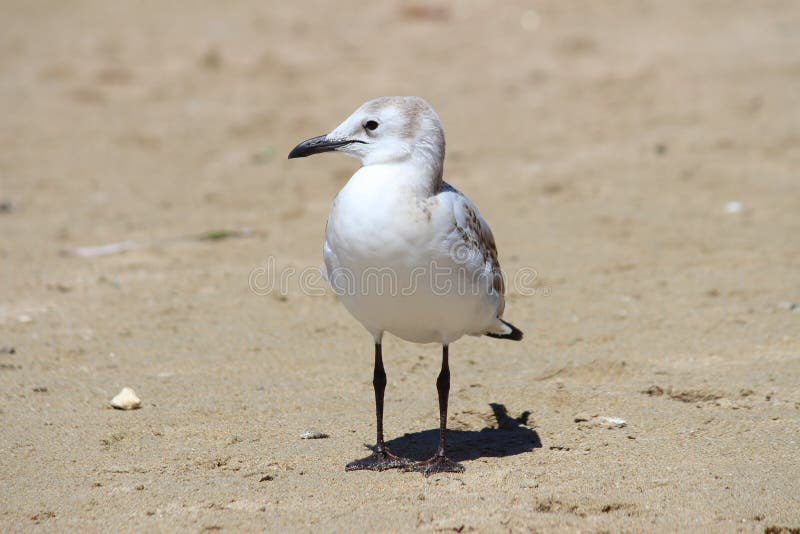 2,617 Dove Beach Photos - Free & Royalty-Free Stock Photos from Dreamstime