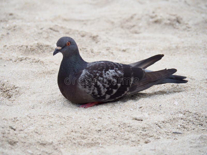 Dove on the Beach, Laughing Dove, Spilopelia Senegalensis Stock Image ...