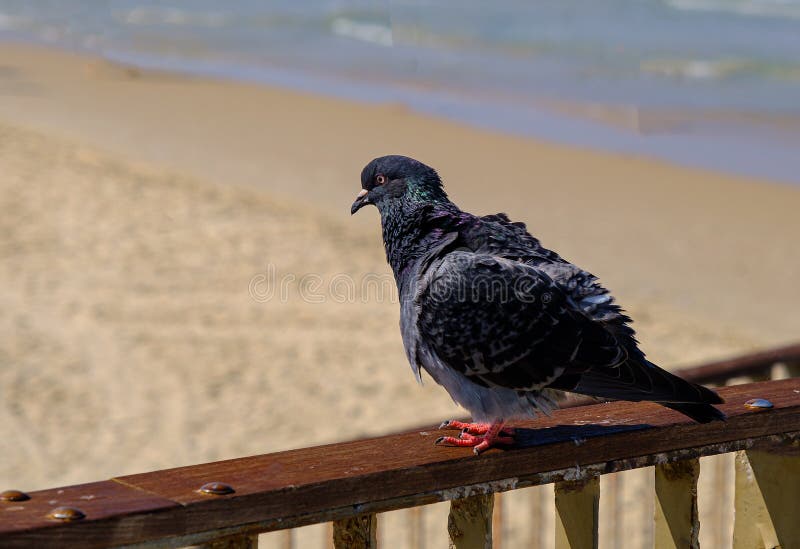 Dove on the Beach by the Sea Stock Image - Image of gray, animal: 197233641