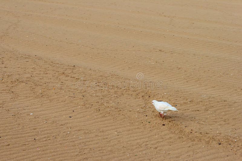 Dove on the beach stock image. Image of movement, float - 36122923