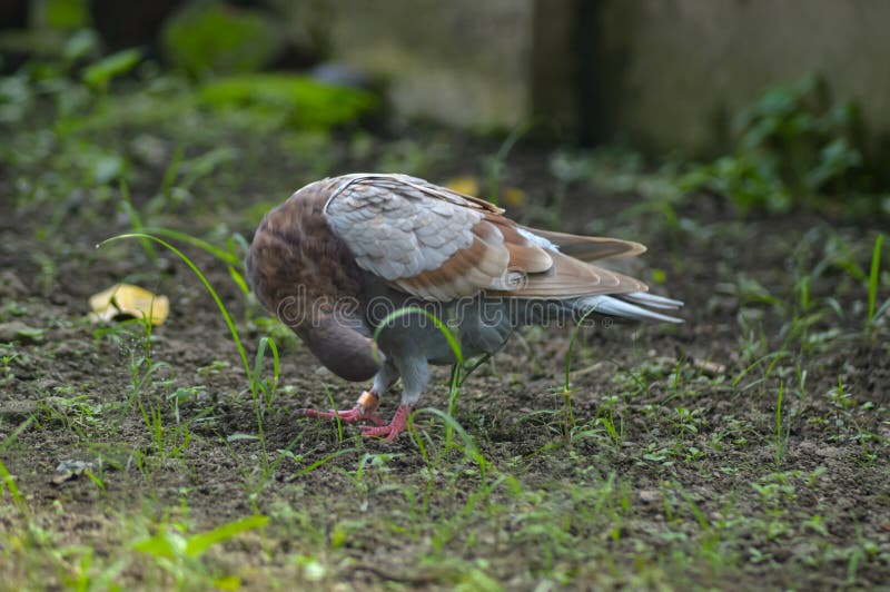 Dove behavior stock image. Image of grey, homing, domestic - 318745275