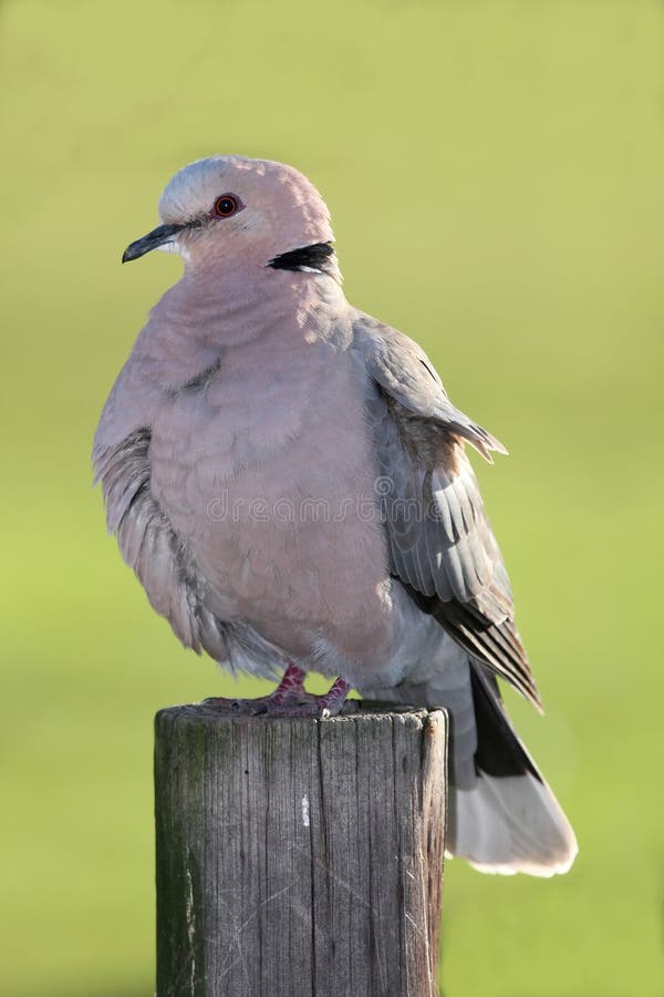 Dove bird stock photo. Image of green, behinds, india - 154309802