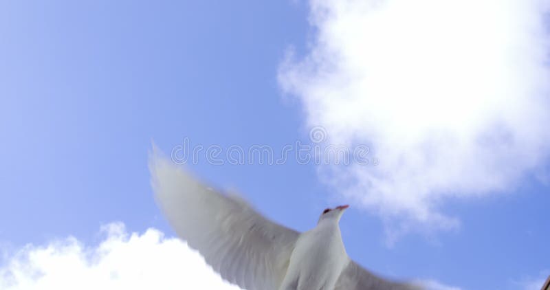 Bird Flying Over Lush Green Field and Blue Sky Stock Video - Video of ...
