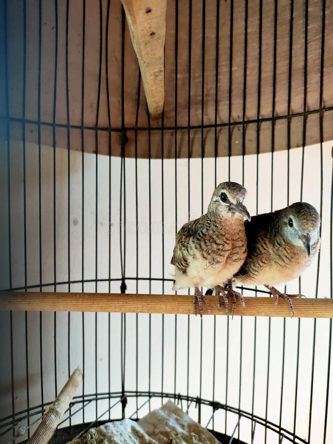 Dove bird is good stock image. Image of yellow, macaw - 290493359