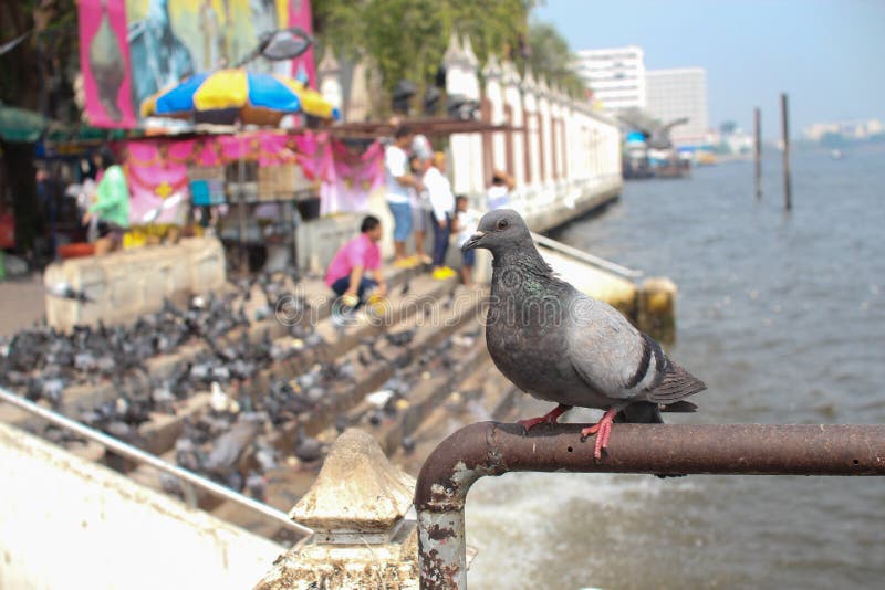Dove Bird Problem Animal in Thailand Stock Photo - Image of gray, grey ...