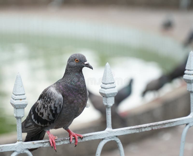 Dove bird sitting on rail. stock photo. Image of wing - 76374834