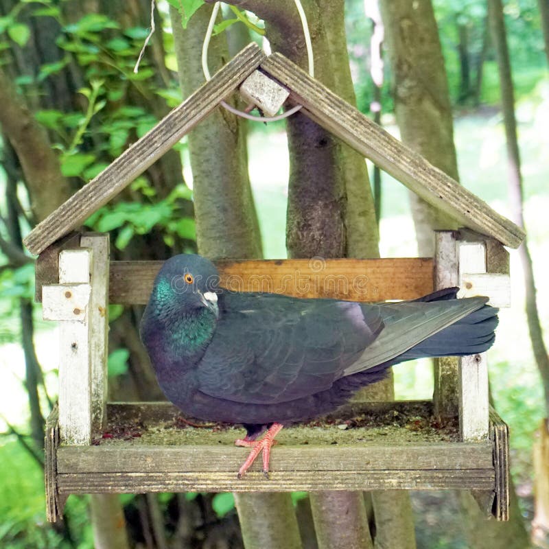 Dove bird table stock photo. Image of wooden, feed, sitting - 77236410