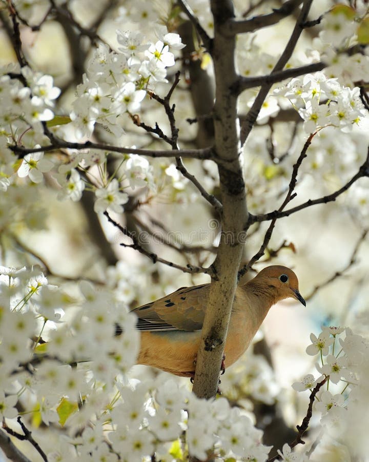 Dove on blossoming branch stock photo. Image of blooming - 636116