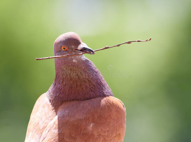 Dove with Branch in Its Beak Stock Image - Image of beautiful, green ...