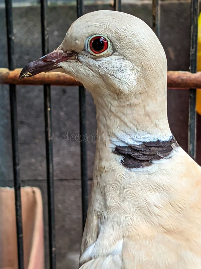 Dove with bright red eyes stock photo. Image of bright - 314577168
