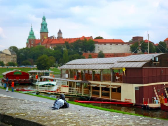 Dove and castle in Krakow stock photo. Image of travel - 22791592