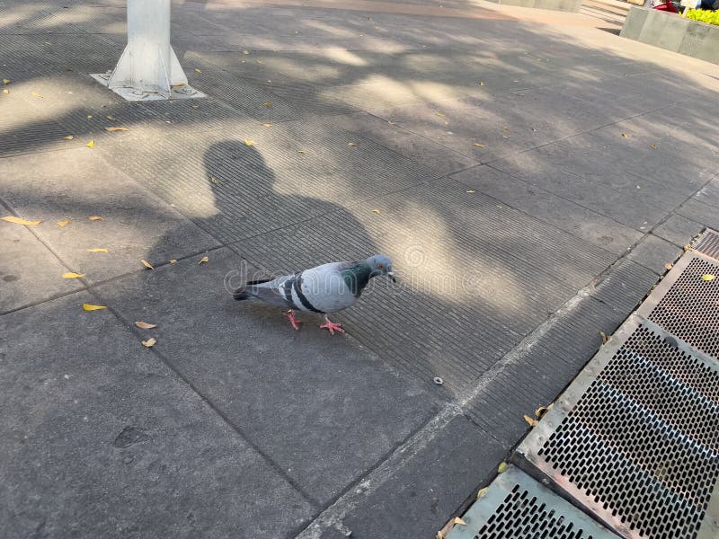 Dove and my shadow. stock image. Image of dove, sidewalk - 237587861