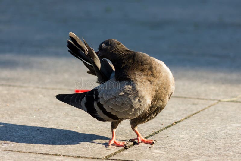 Dove clean himself stock photo. Image of shallow, dove - 77314932