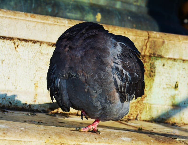250 Dove Cleaning Stock Photos - Free & Royalty-Free Stock Photos from ...