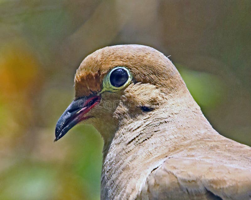 Dove stock image. Image of beak, dove, stare, mourning - 75685749