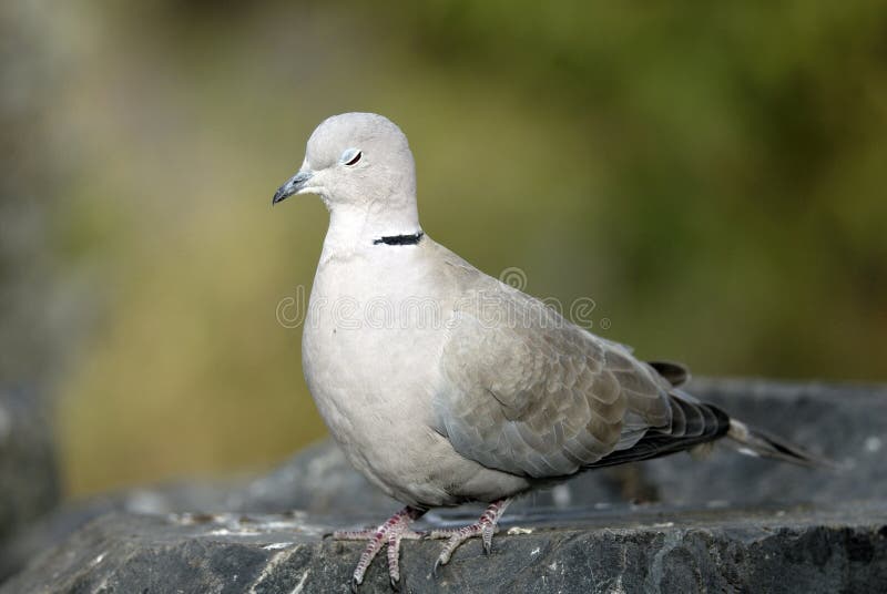 Dove stock photo. Image of bird, turtledove, animal, portrait - 86054824