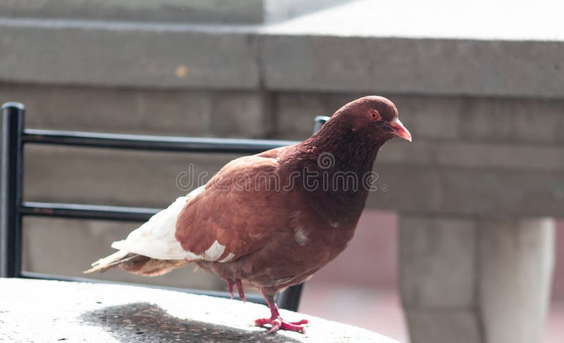 Dove Color Brown Rise To a Table Stock Image - Image of nature, feather ...