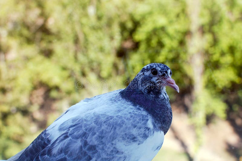Dove-colored pigeon stock image. Image of plumage, summer - 64163053