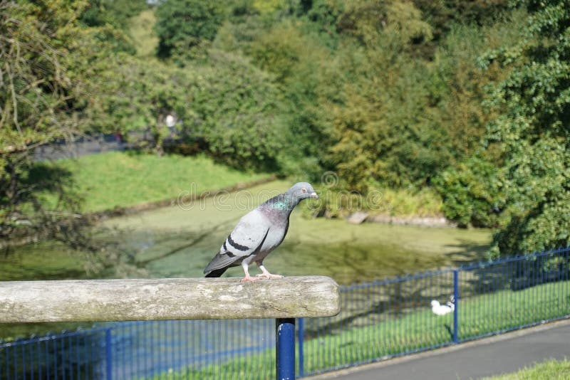 Dove stock photo. Image of wings, animal, feathers, cool - 77436044