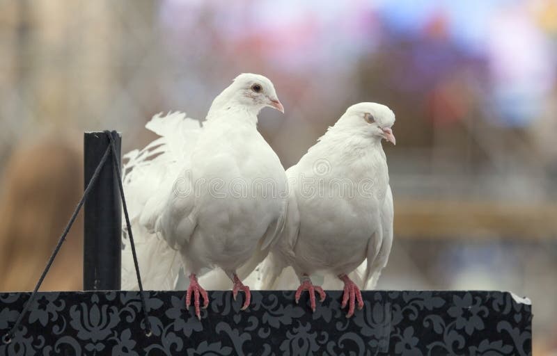 Dove couple. stock image. Image of bird, white, idyllic - 32984291