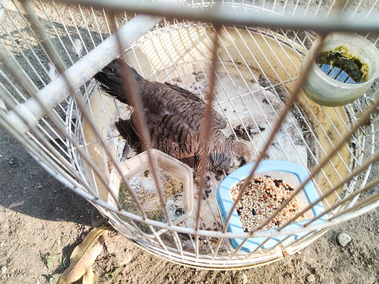 Dove 1 stock image. Image of fauna, outdoors, turtledove - 331299459