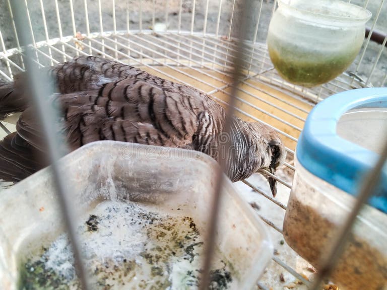 Dove 2 stock photo. Image of british, turtle, brown - 331299466