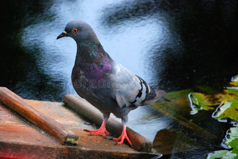 Dove stock image. Image of animal, water, close, nature - 303499087
