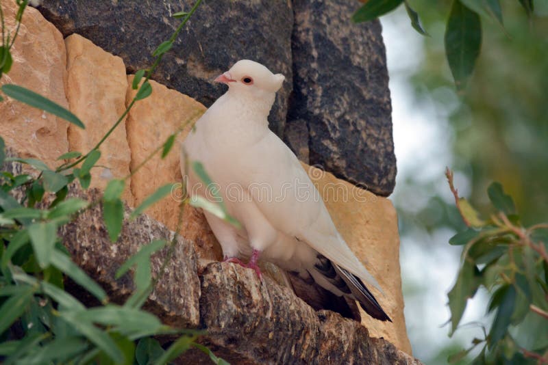 Dove stock photo. Image of bird, pets, faith, blue, freedom - 140336000