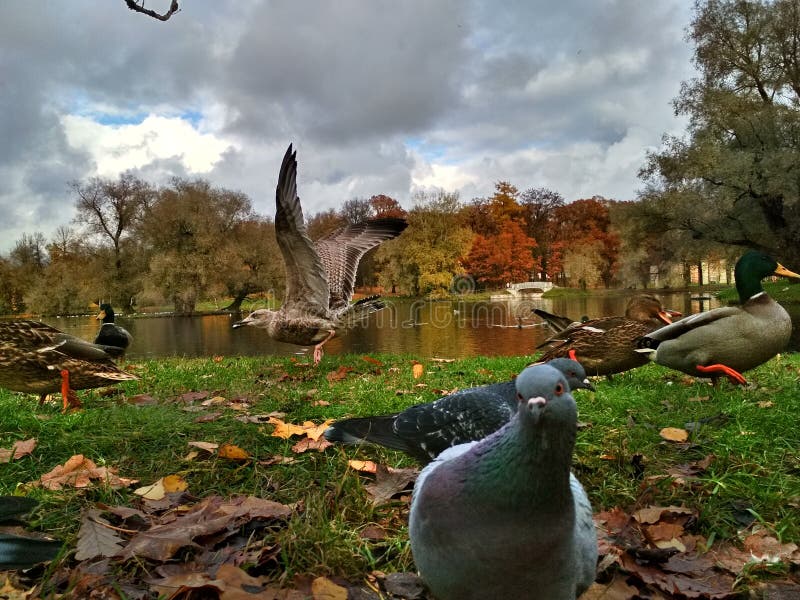 Dove stock photo. Image of leaves, autumn, doves, clouds - 125376756
