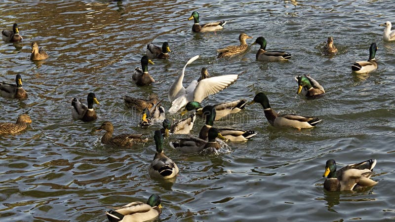 The dove among ducks stock photo. Image of blue, birds - 36549932