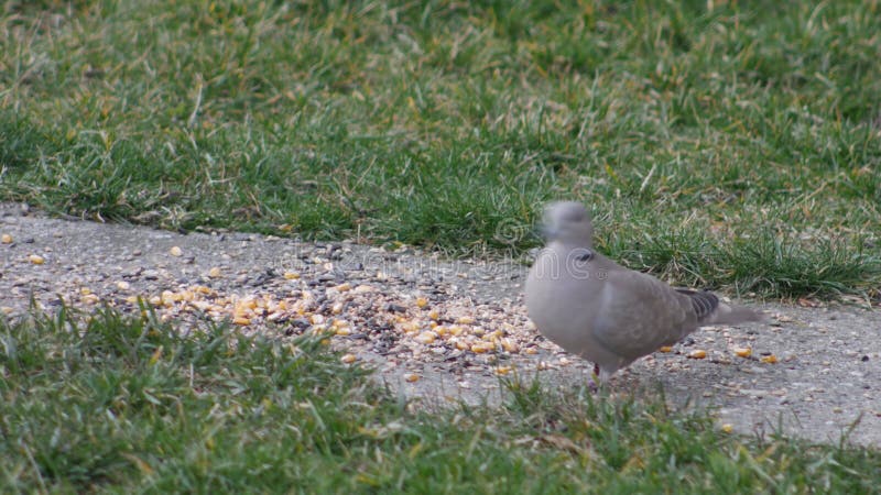 Dove Eats Grain for the Birds in the Yard Stock Footage - Video of diet ...