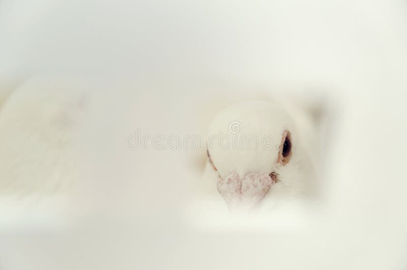 Dove eyes stock image. Image of travel, birds, eyed, nature - 86320957